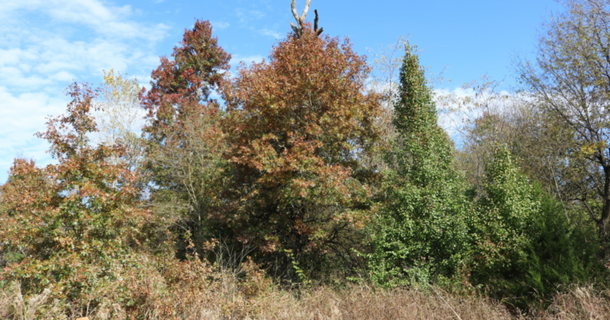 Banned: Callery Pear tree phased ban to begin next month | News From ...