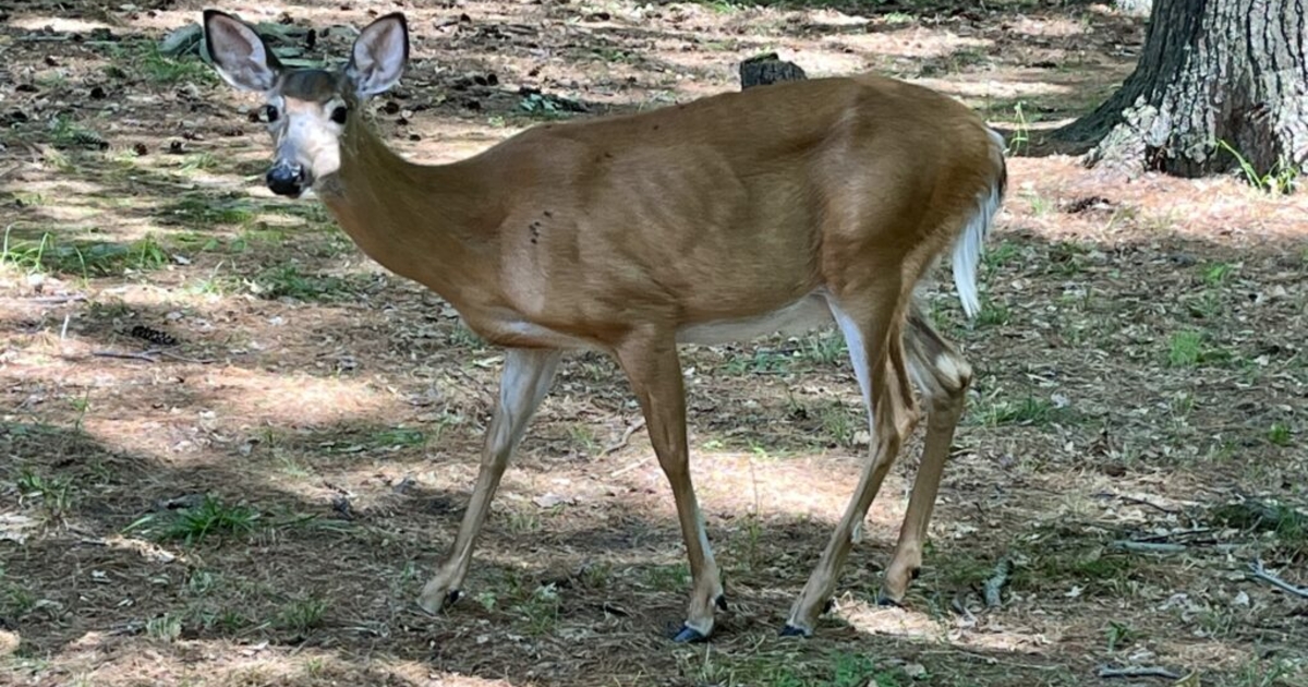 Sunday hunting proposal again pits Pennsylvania hunters against hikers ...