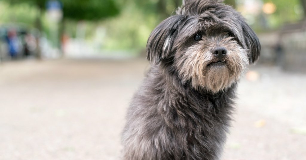 Therapist fined for issuing fake emotional support animal certification ...