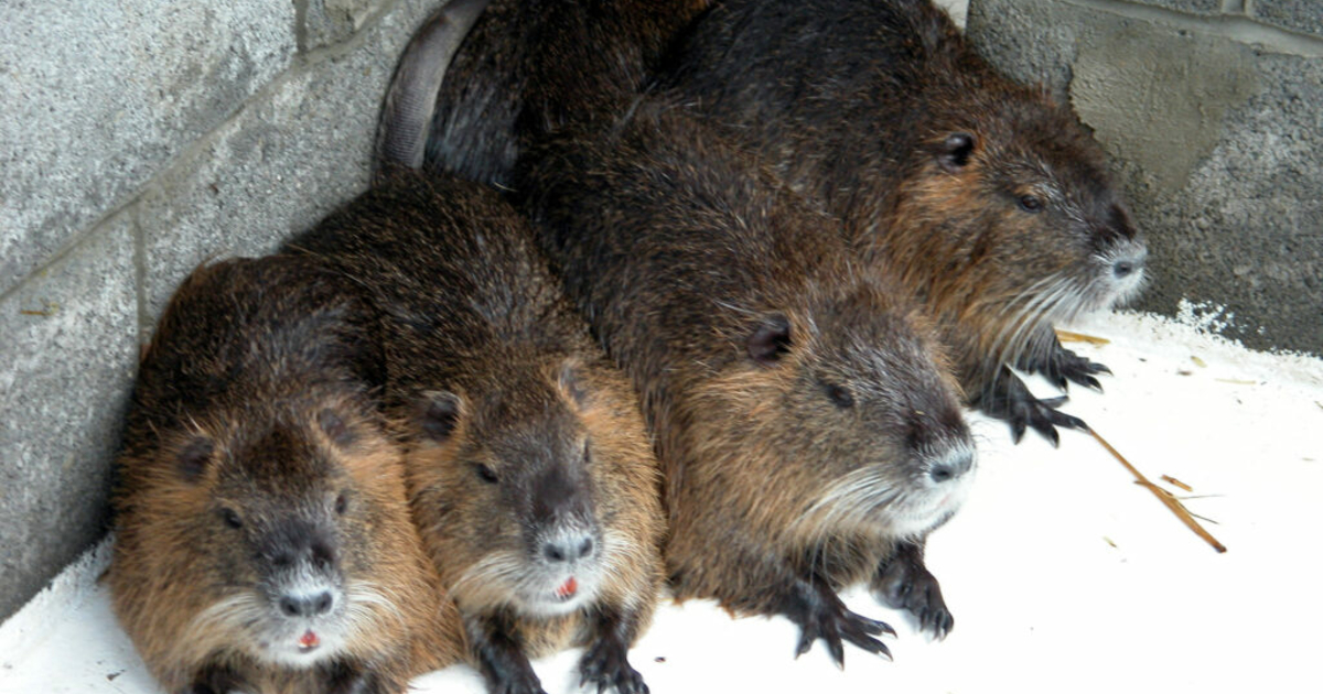 Wildlife officials want to be able to legally possess nutria — in order ...