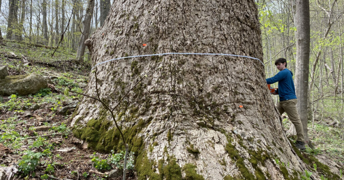 Documenting and preserving Virginia’s largest, most revered trees ...