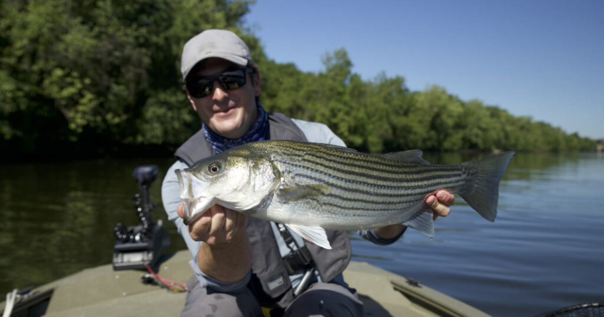 Virginia and East coast fishery managers remain vigilant over status of ...