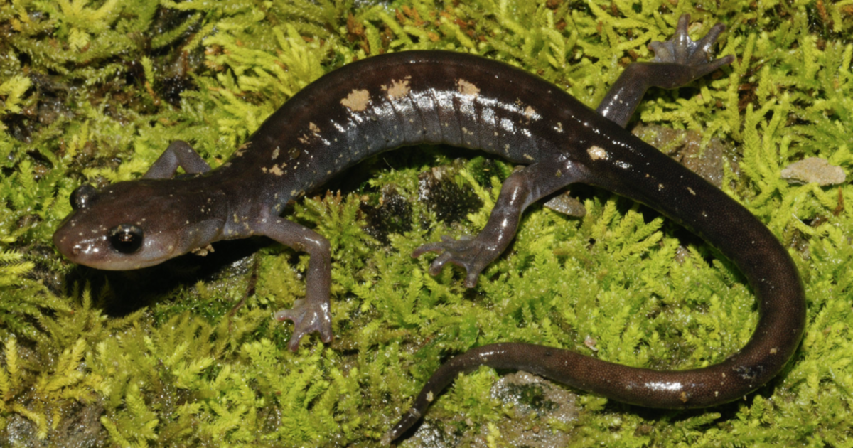 Lawsuit filed to protect rare Appalachian salamander found in Virginia ...