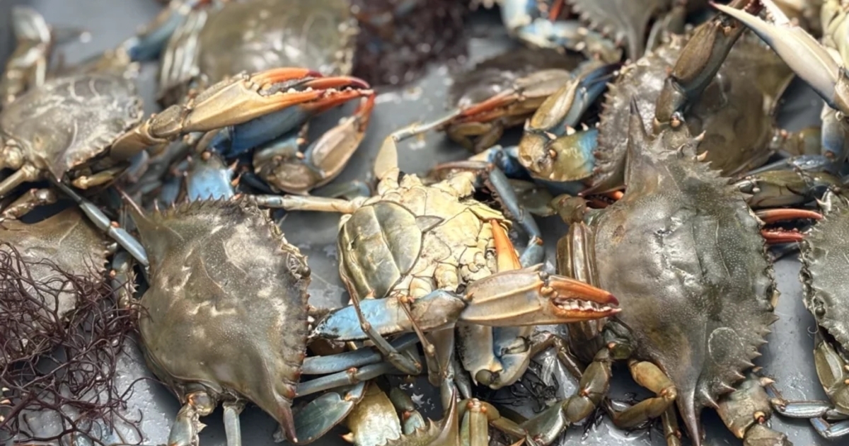 Chesapeake Bay sees increase in juvenile blue crabs, drop in adult ...