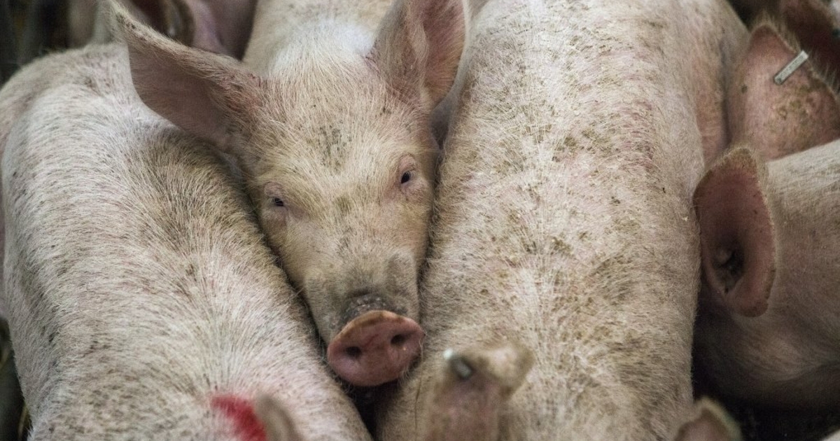 Why euthanize 600,000 pigs? | News From The States