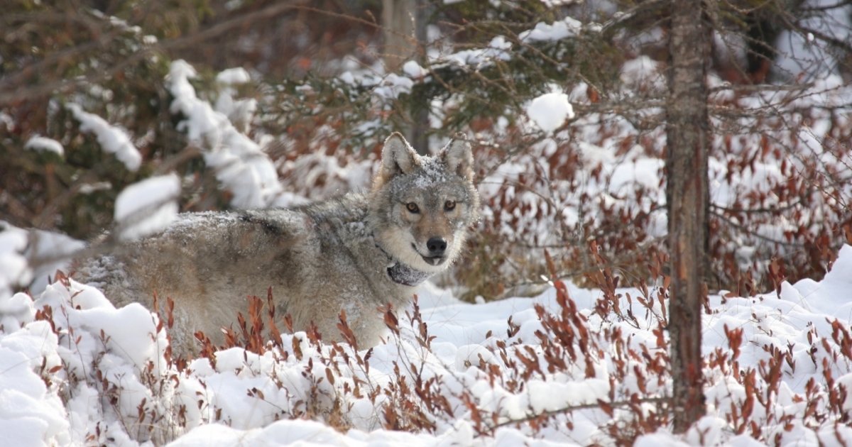 Former DNR warden under investigation for wolf killing posted online ...
