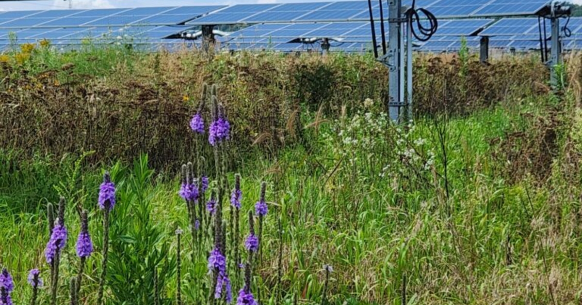 On this Earth Day, stand up for our environment by saying ‘yes’ | News ...